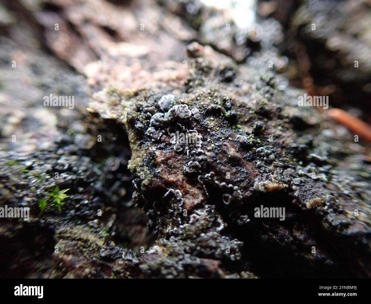 Petaled Shingle Lichen (Fuscopannaria leucostictoides Stock Photo - Alamy