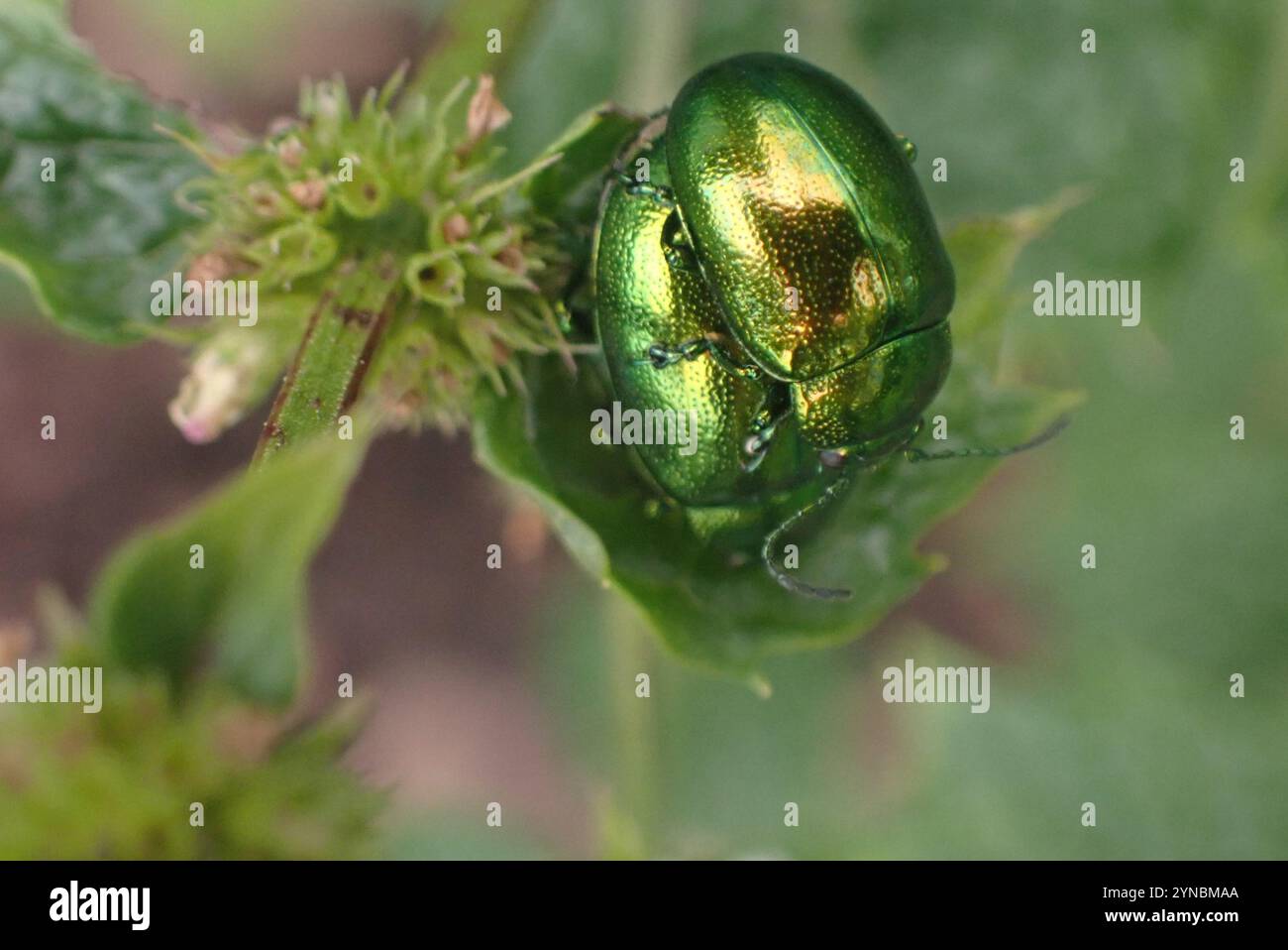 Mint Leaf beetle (Chrysolina herbacea Stock Photo - Alamy