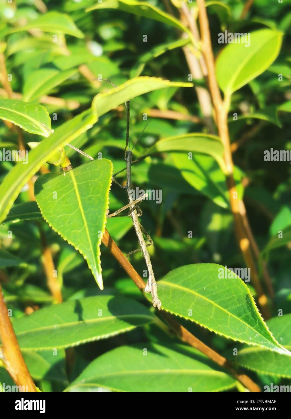 Smooth Stick Insect (Clitarchus hookeri Stock Photo - Alamy