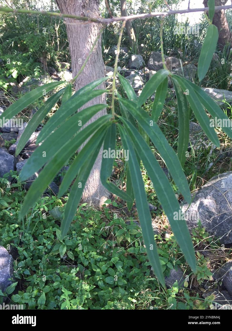 Sapium haematospermum hi-res stock photography and images - Alamy