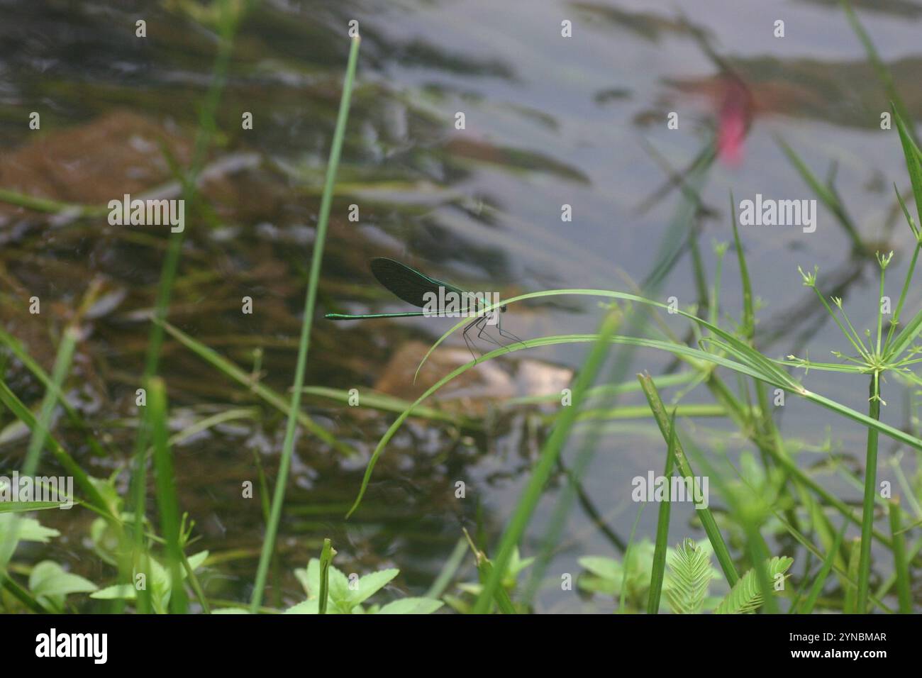 Neurobasis hi-res stock photography and images - Alamy