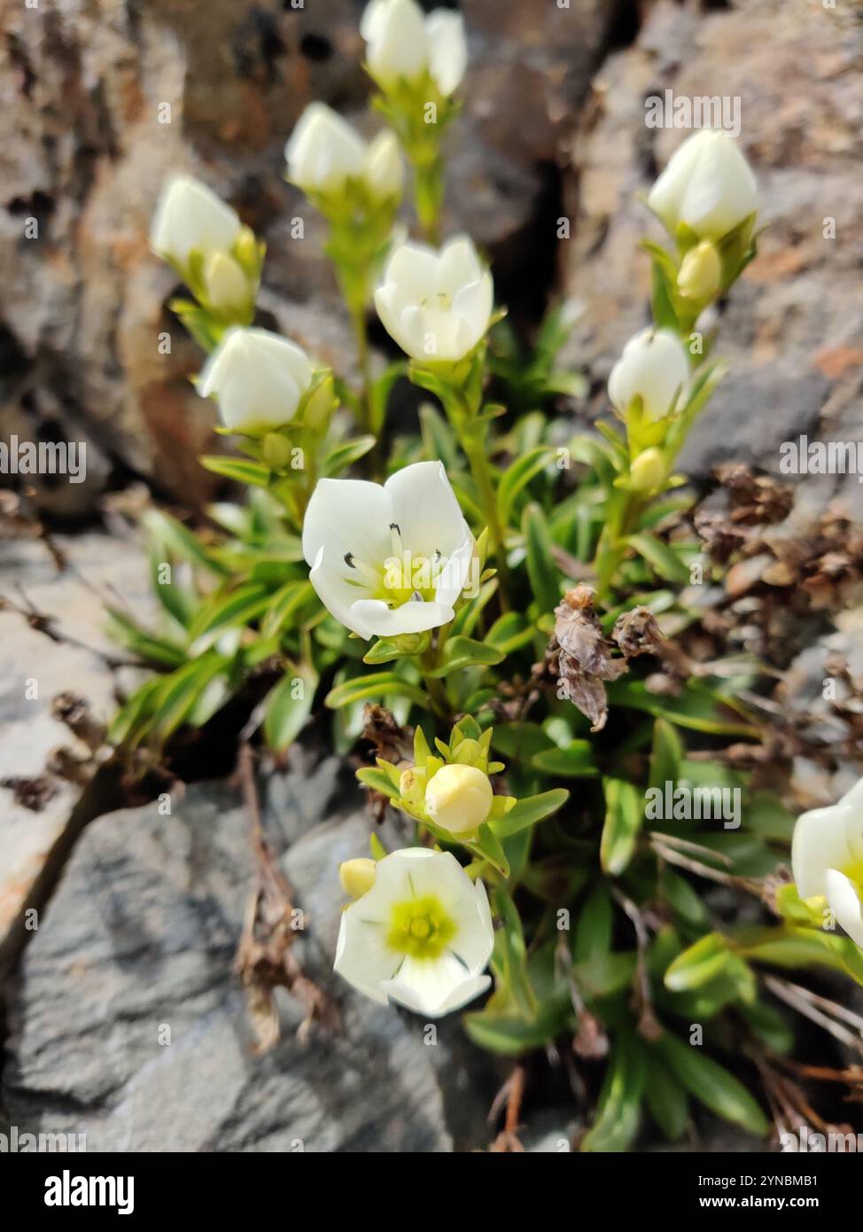 dwarf gentians (Gentianella Stock Photo - Alamy