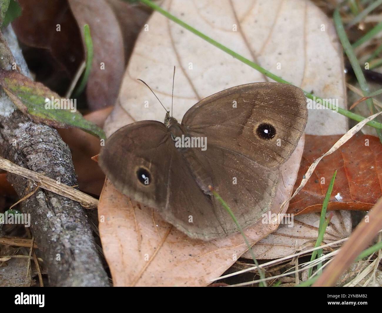 South China Bushbrown (Mycalesis mucianus Stock Photo - Alamy