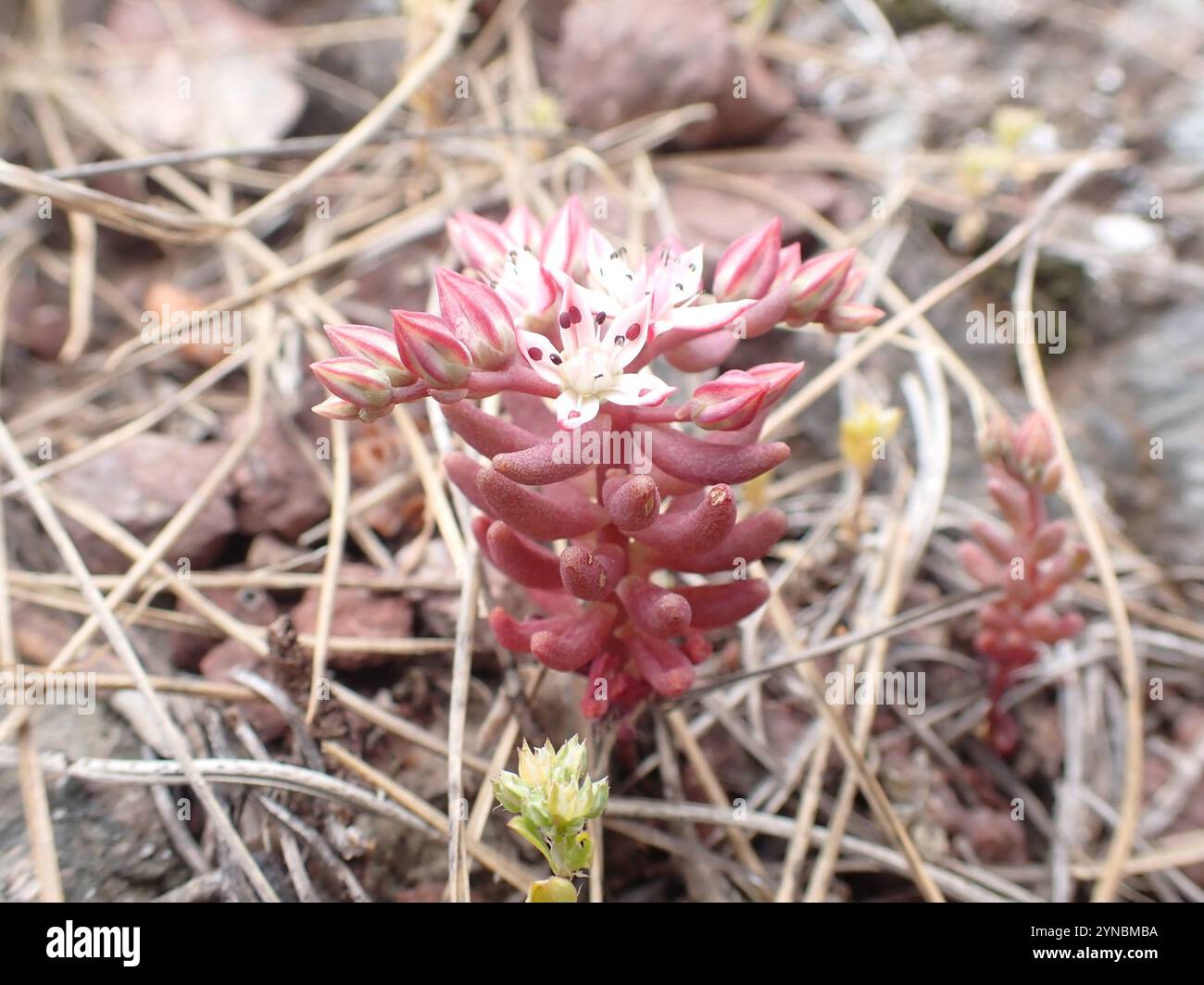 Sedum rubens hi-res stock photography and images - Alamy