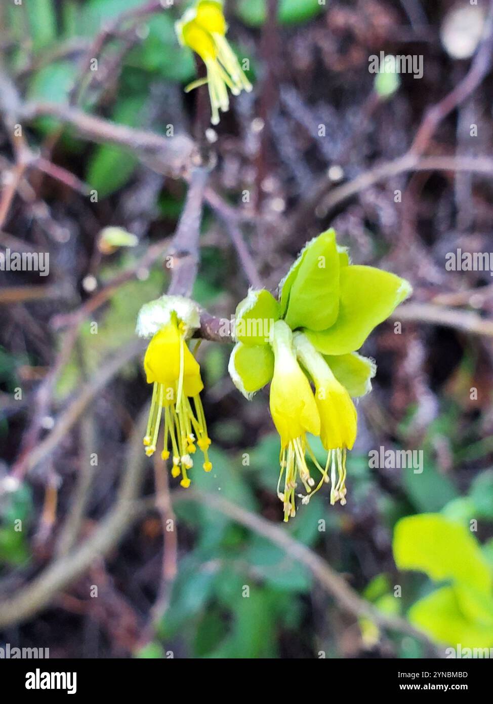 Western Leatherwood (Dirca occidentalis Stock Photo - Alamy