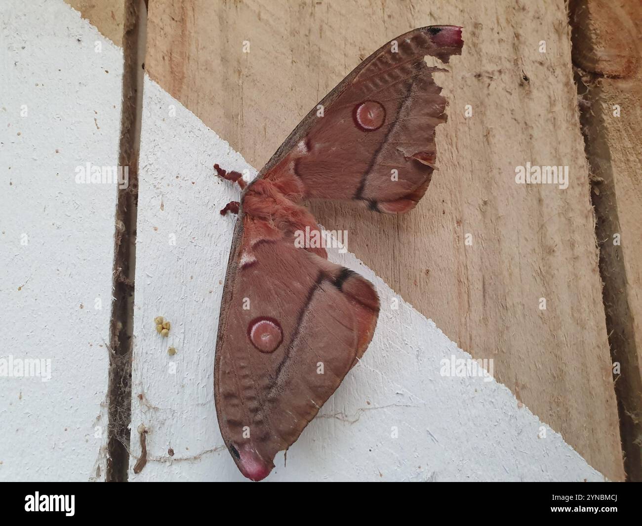 Emperor Gum Moth (Opodiphthera eucalypti Stock Photo - Alamy