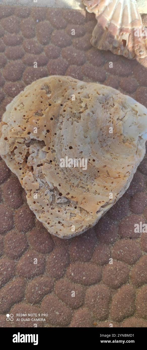 European Flat Oyster (Ostrea edulis Stock Photo - Alamy