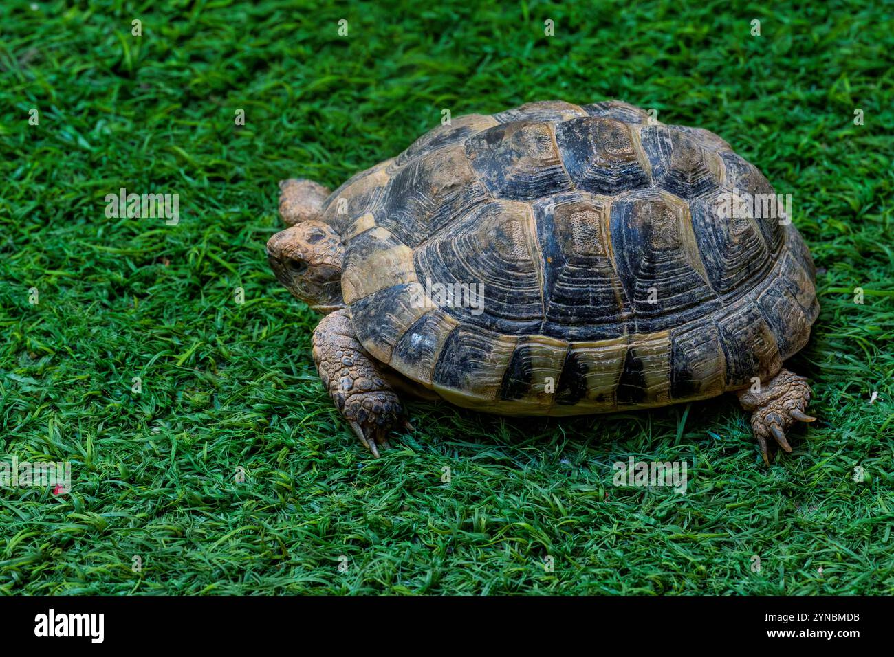 Greek tortoise (Testudo graeca), on lawn also known commonly as the ...