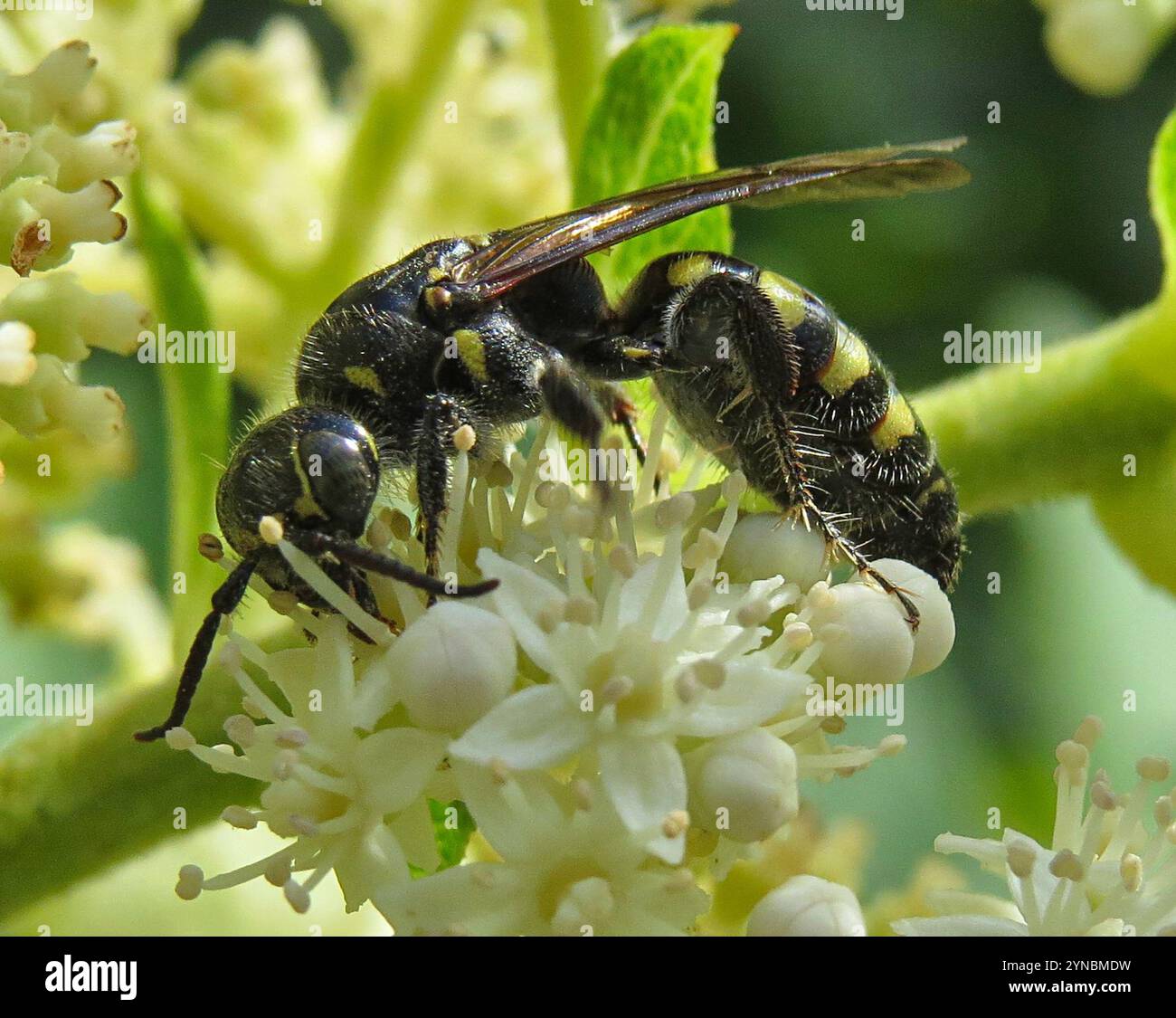 New World Banded Thynnid Wasps (Myzinum Stock Photo - Alamy