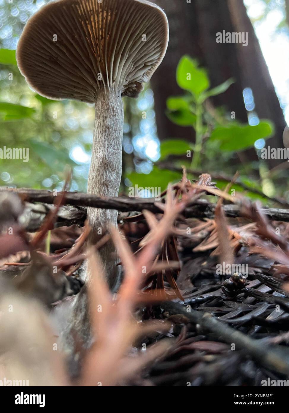 The Goblet (Pseudoclitocybe cyathiformis Stock Photo - Alamy