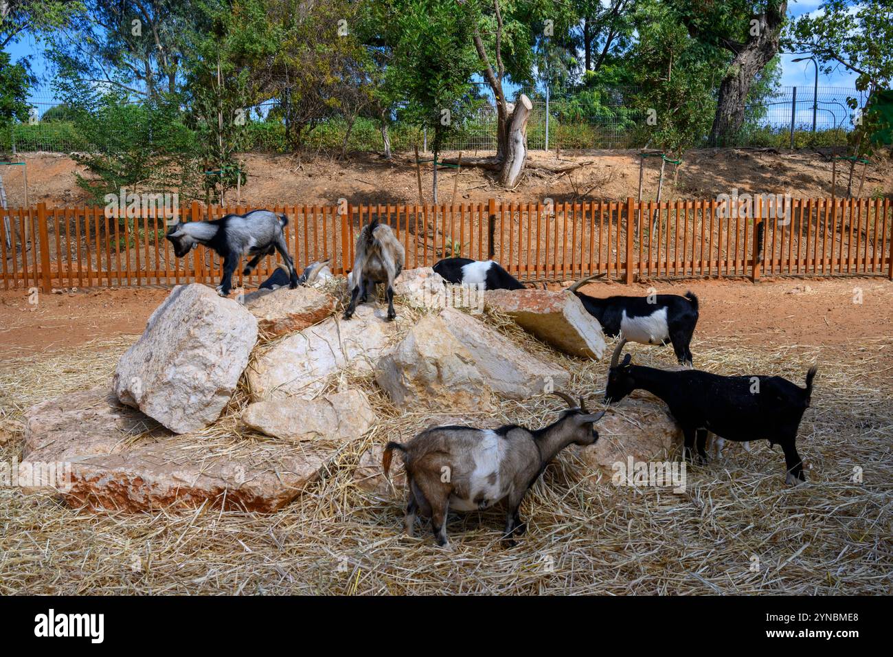 Domestic Goats in a petting zoo Stock Photo - Alamy