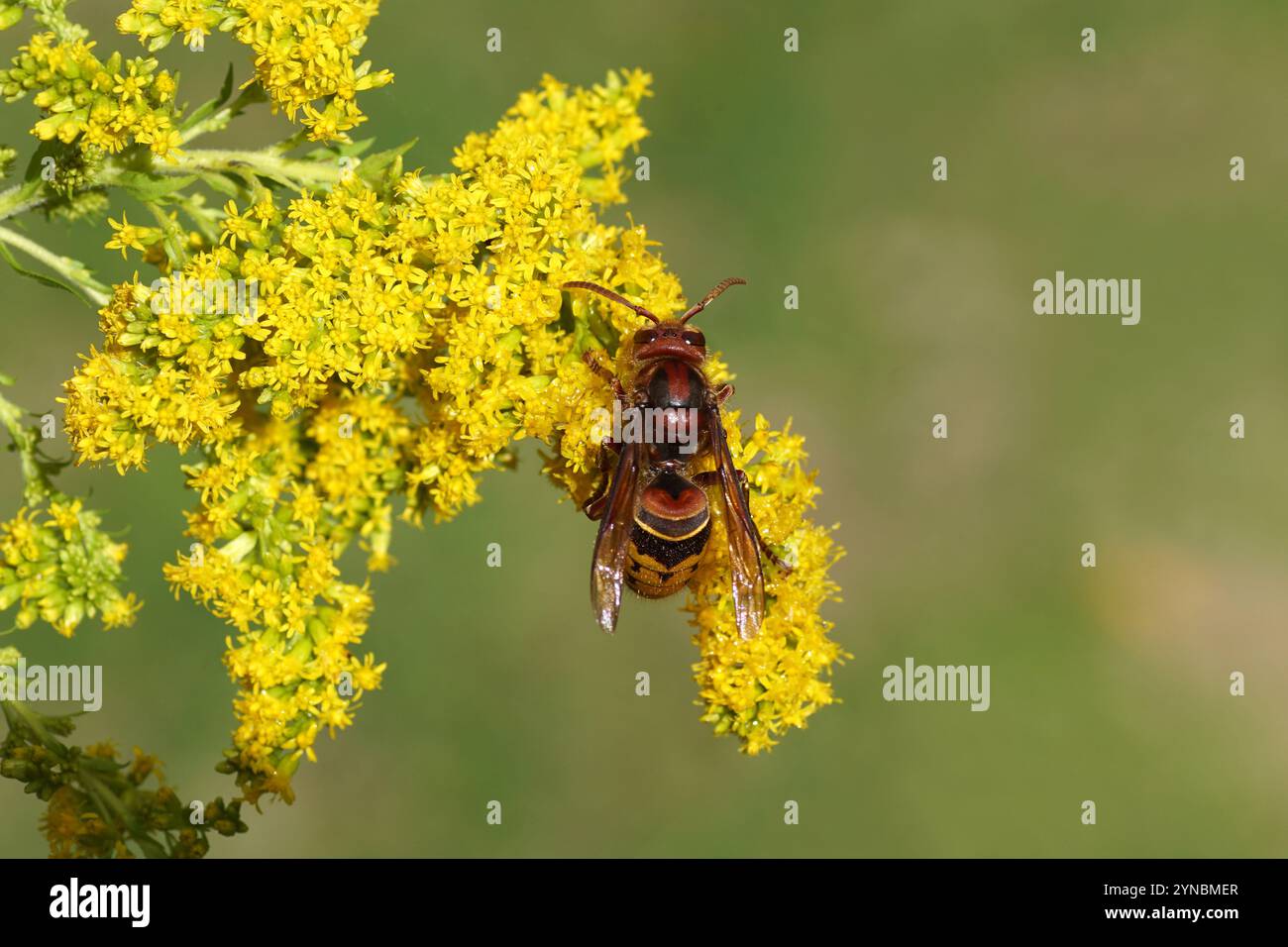 European hornet (Vespa crabro) of the family Vespidae). On flowers ...