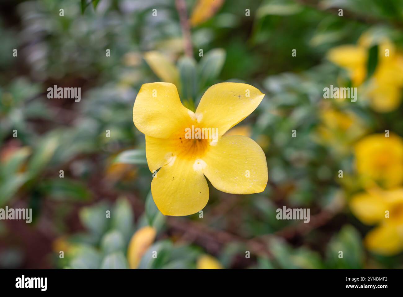 Allamanda cathartica, commonly called golden trumpet, common ...