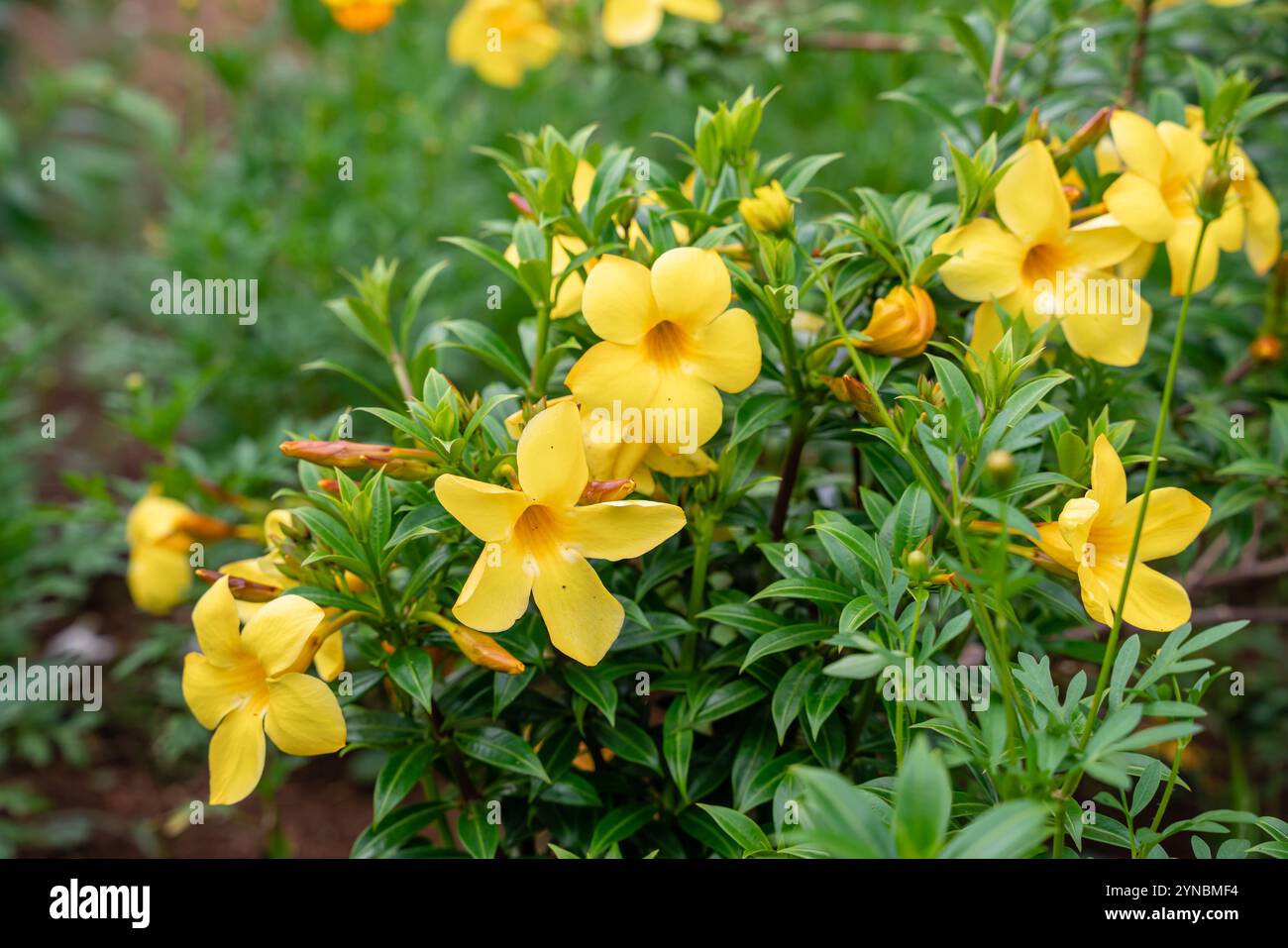 Allamanda cathartica, commonly called golden trumpet, common ...