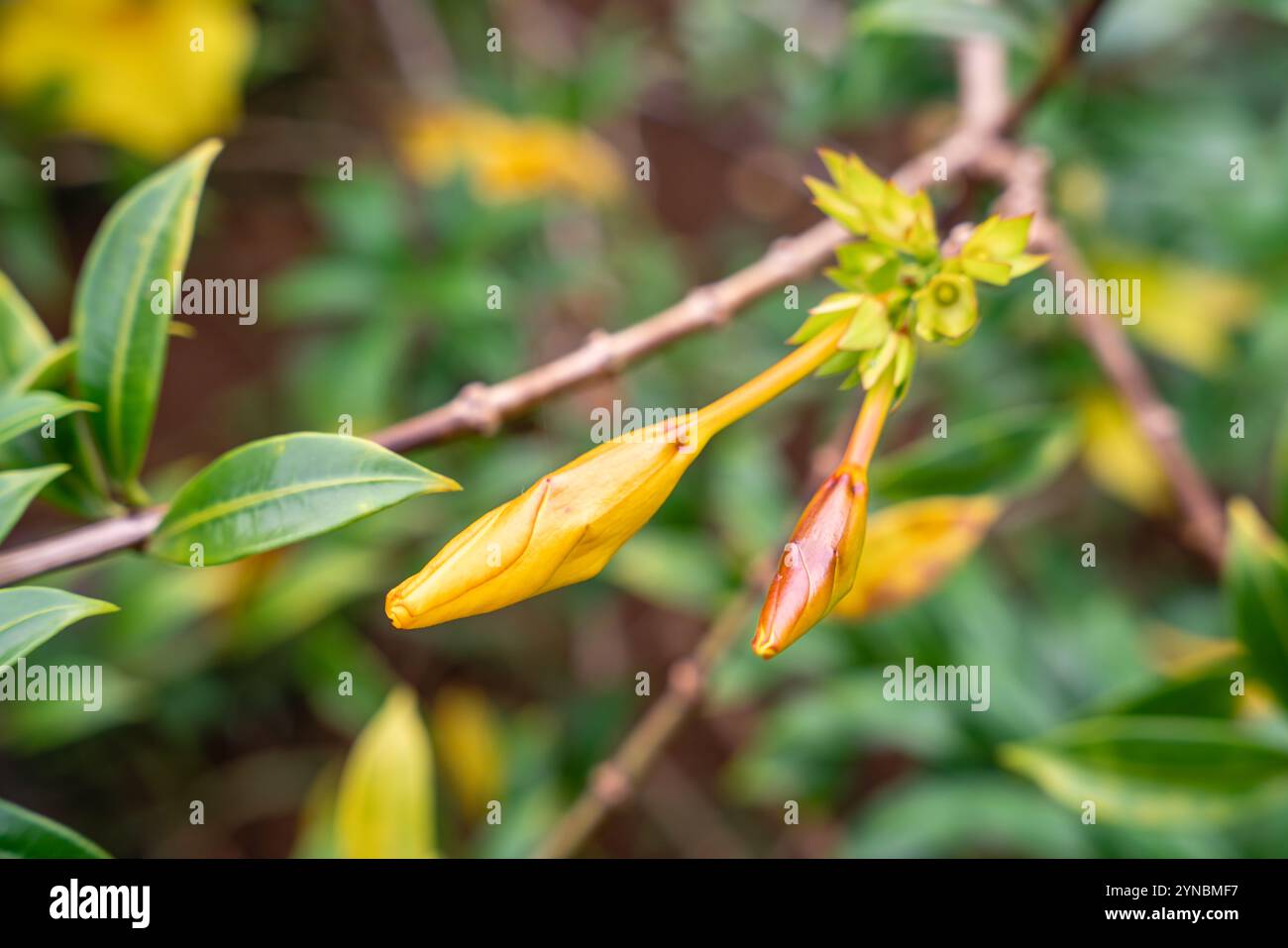 Allamanda cathartica, commonly called golden trumpet, common ...