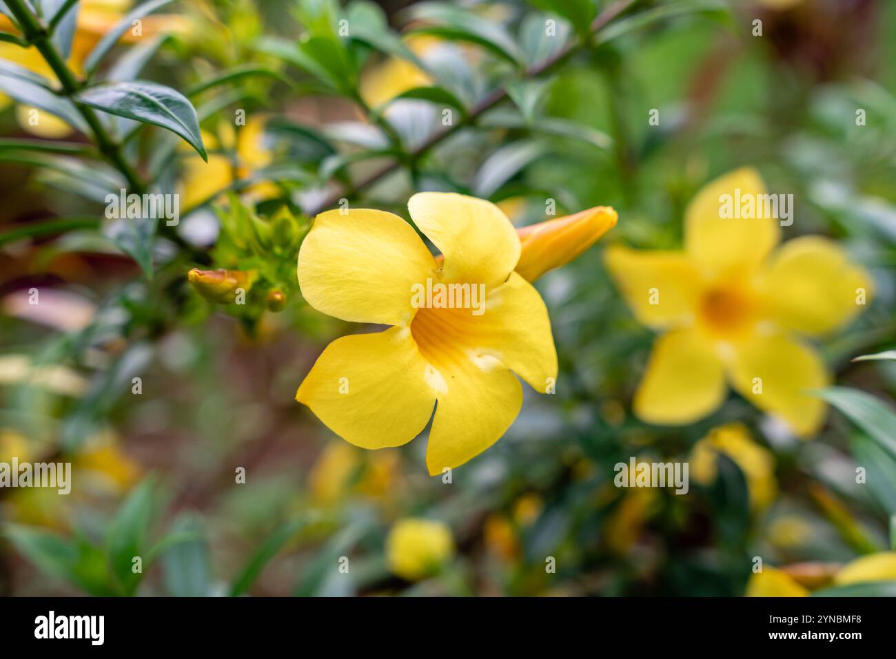 Allamanda cathartica, commonly called golden trumpet, common ...