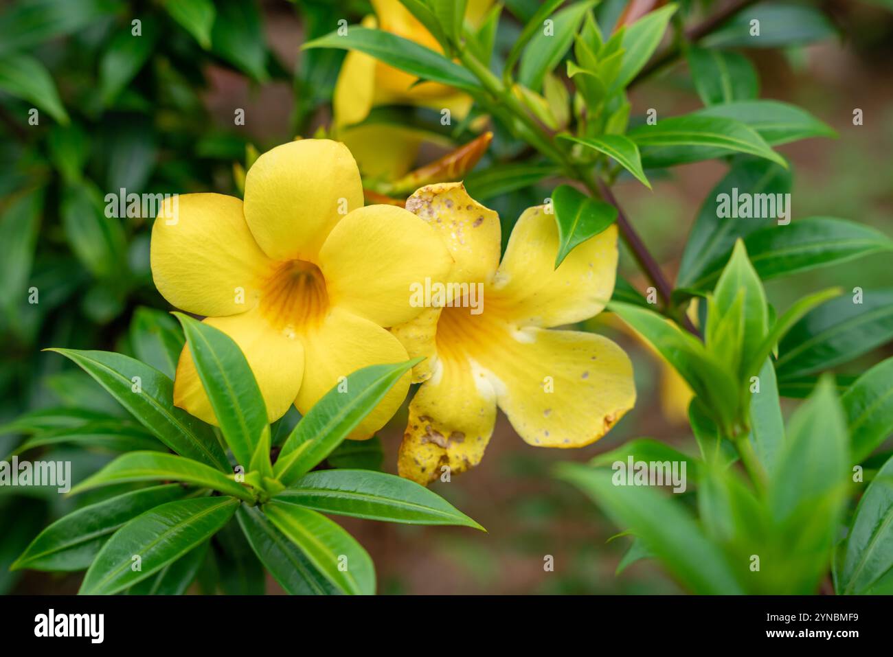 Allamanda cathartica, commonly called golden trumpet, common ...