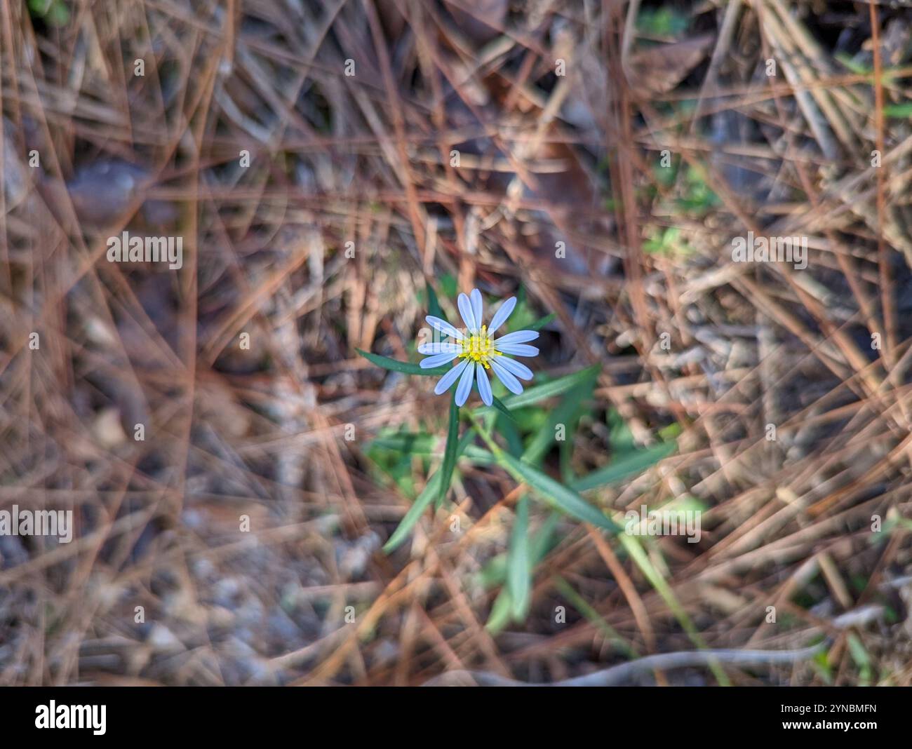Perennial Saltmarsh Aster (Symphyotrichum tenuifolium Stock Photo - Alamy