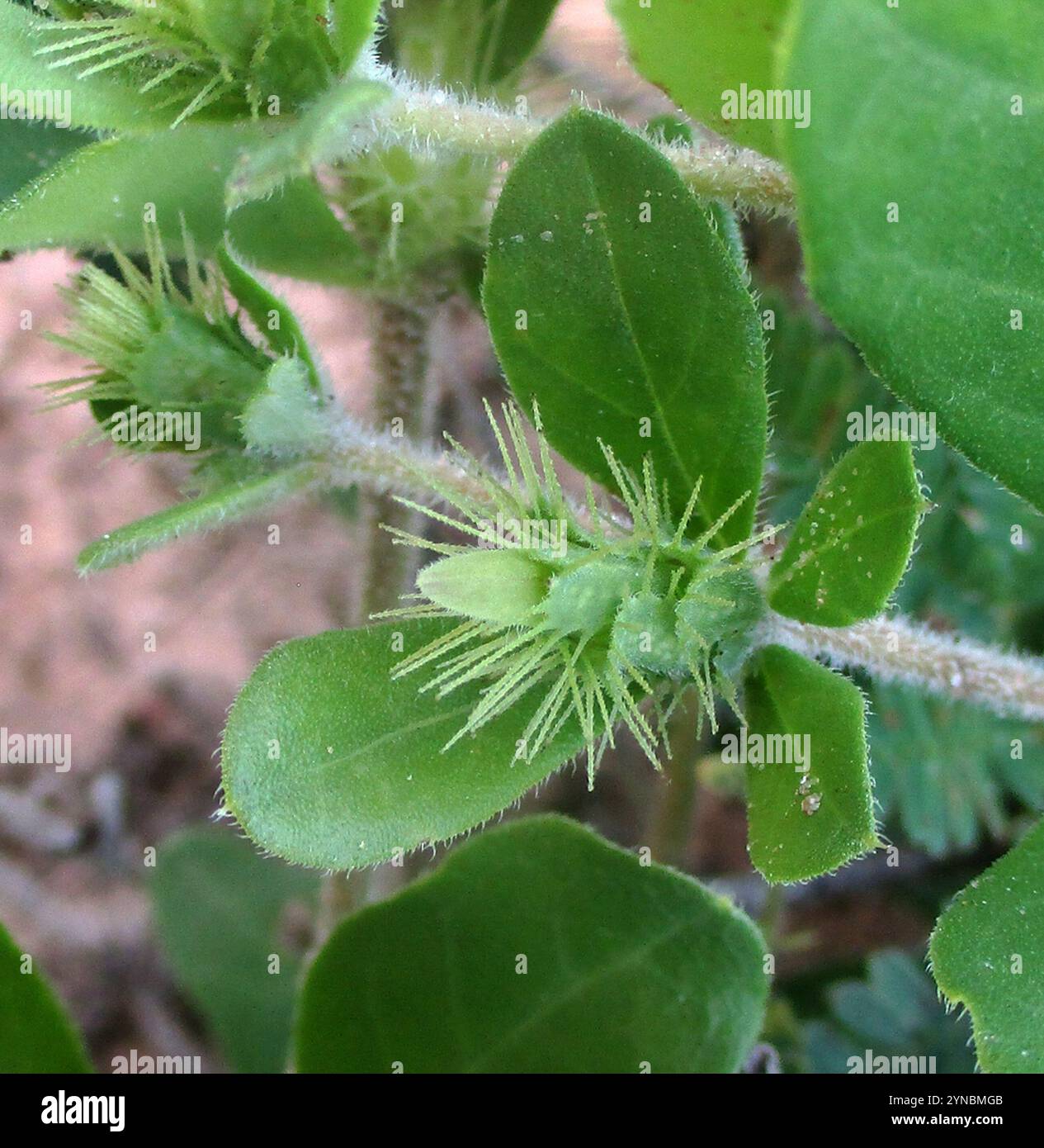 Surprise Packet (Blepharis maderaspatensis Stock Photo - Alamy