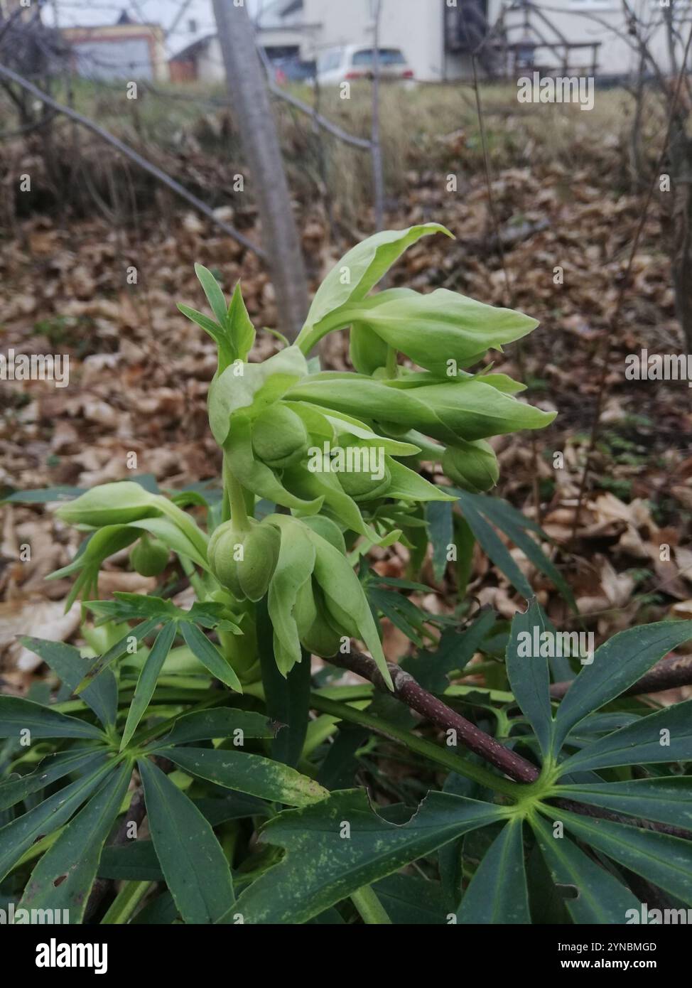 Stinking hellebore (Helleborus foetidus Stock Photo - Alamy