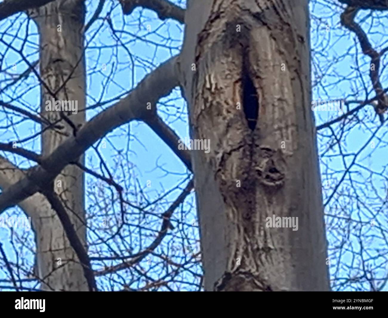 Short-toed Treecreeper (Certhia brachydactyla Stock Photo - Alamy