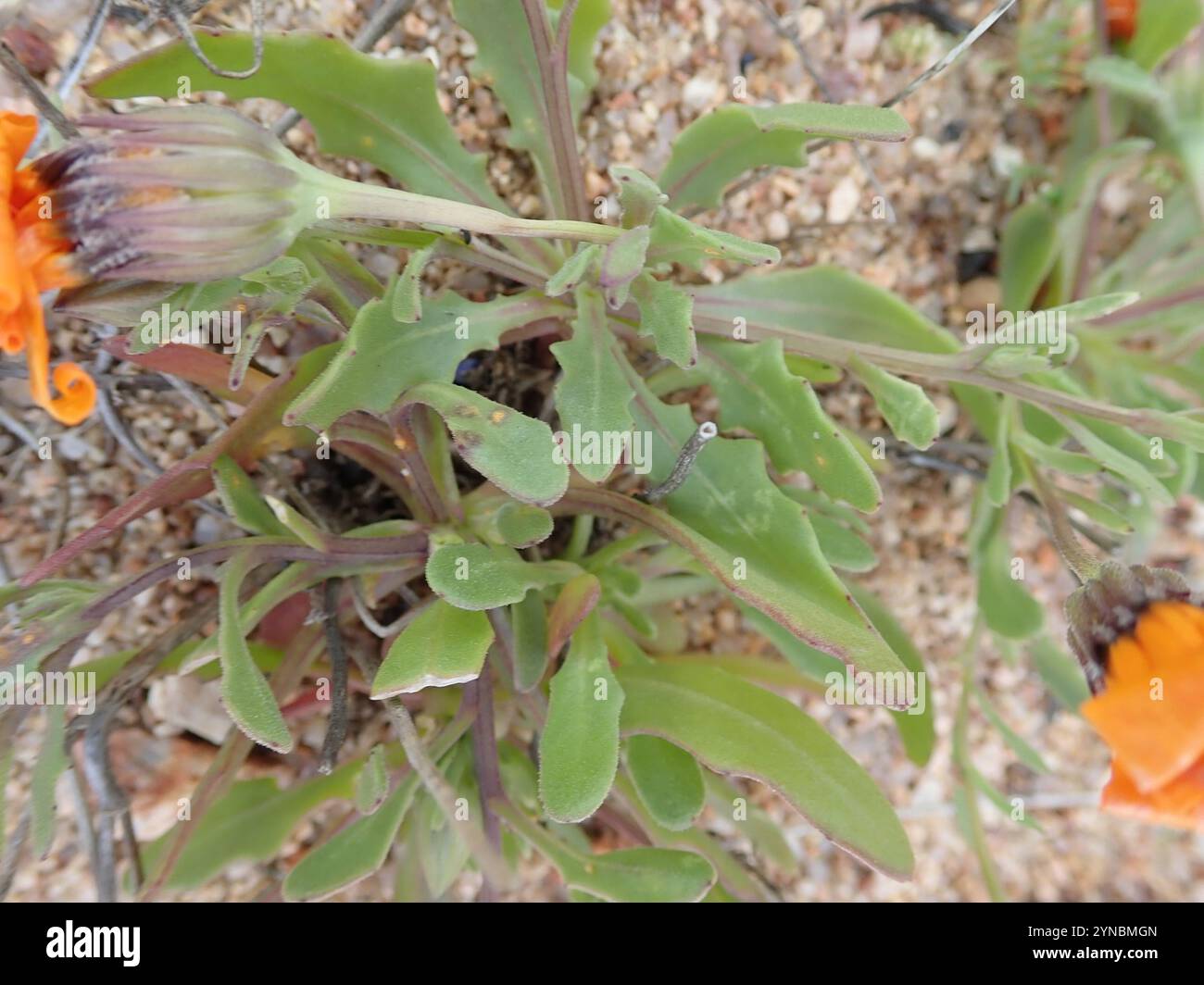 Cape marigold (Dimorphotheca sinuata Stock Photo - Alamy