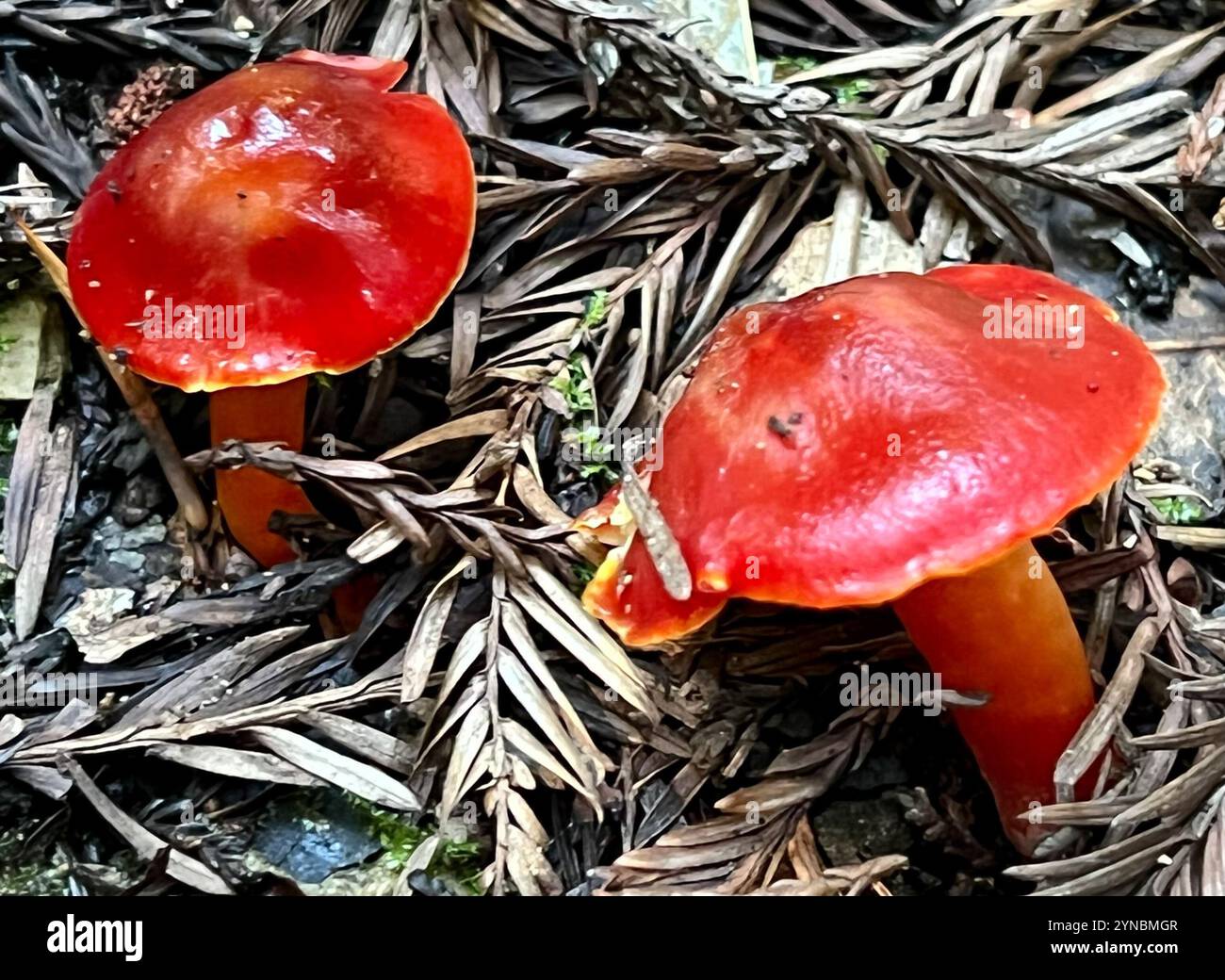 Scarlet Waxy Cap (Hygrocybe coccinea Stock Photo - Alamy