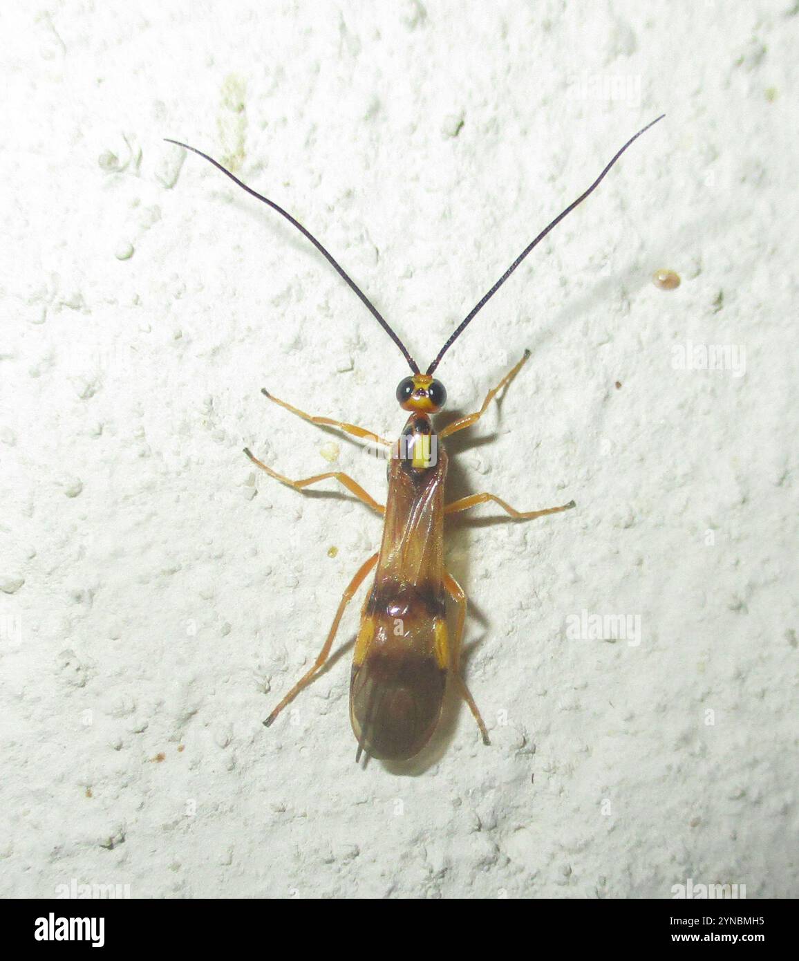 Ichneumonid and Braconid Wasps (Ichneumonoidea Stock Photo - Alamy
