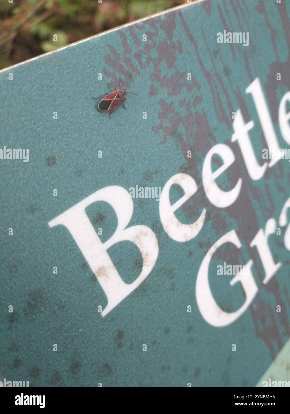 White-crossed Seed Bug (Neacoryphus bicrucis Stock Photo - Alamy