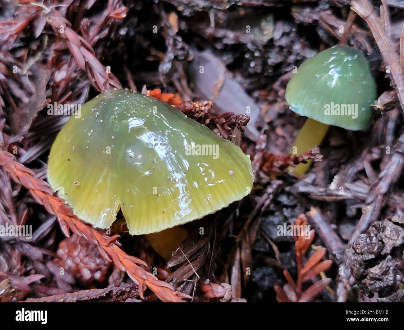 Parrot Mushroom (Gliophorus psittacinus Stock Photo - Alamy