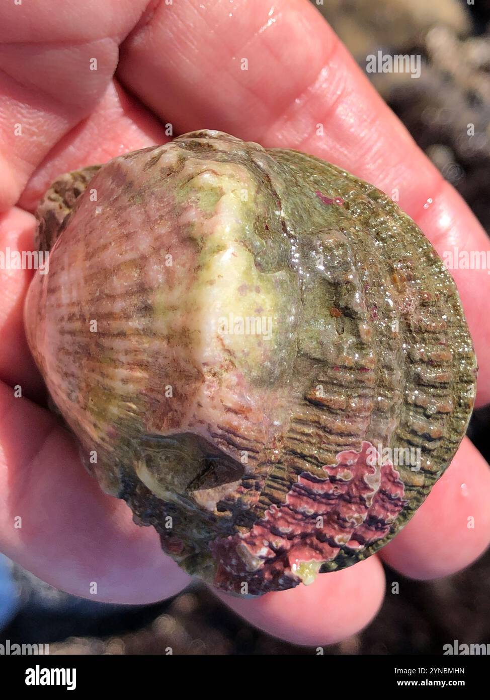 Giant Rock Scallop (Crassadoma gigantea Stock Photo - Alamy