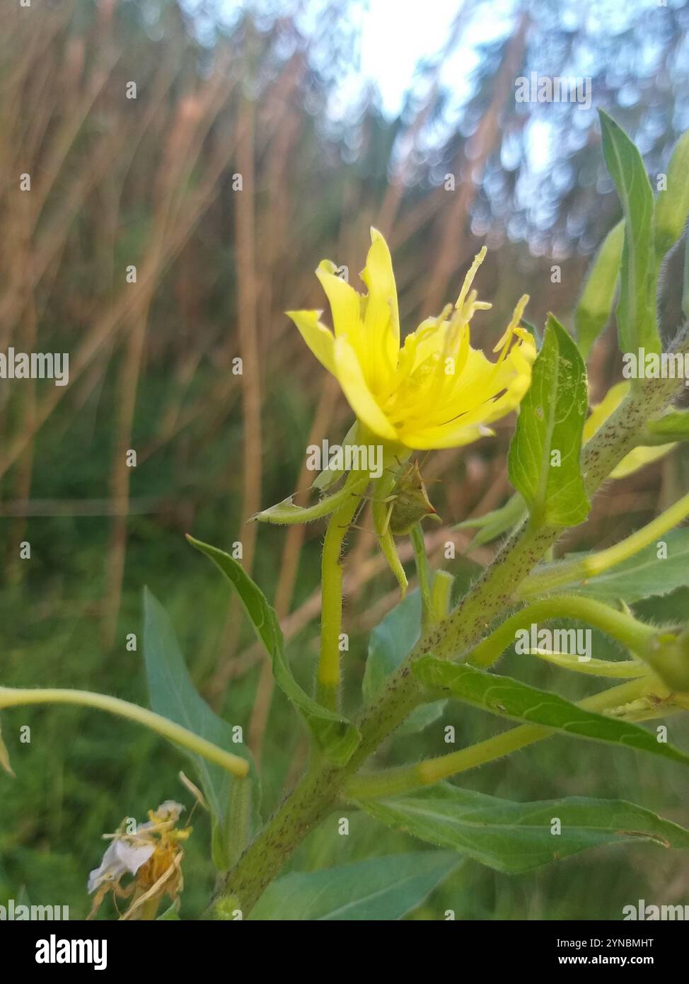 Grass Stink Bugs (Veterna Stock Photo - Alamy