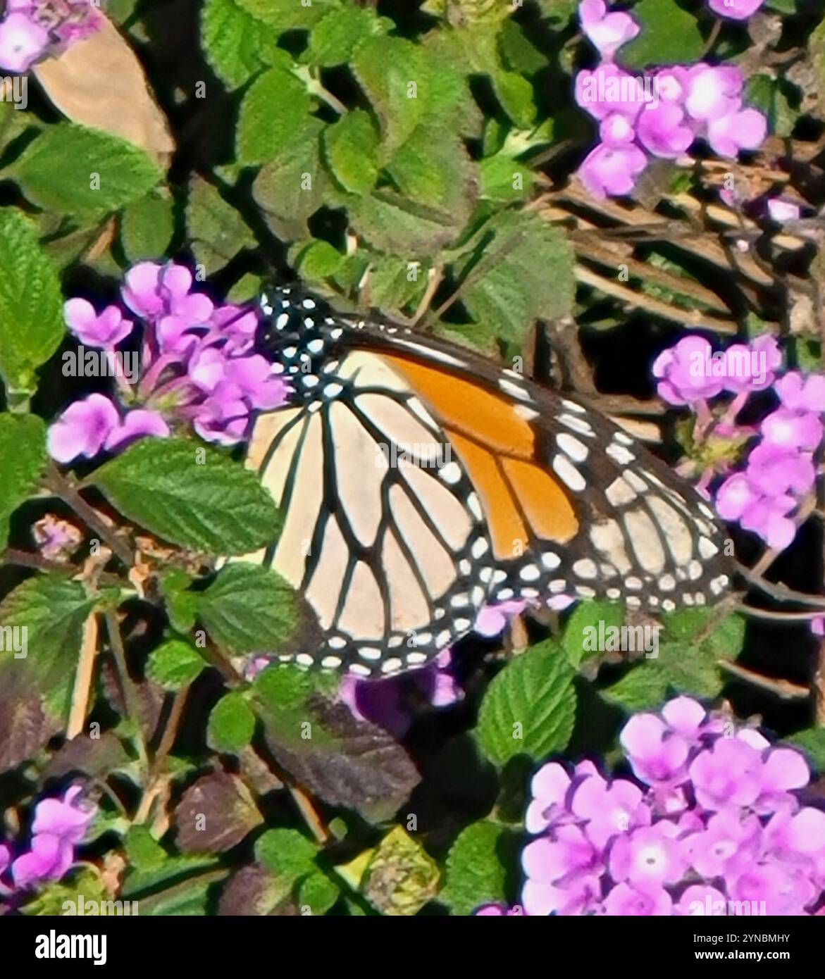 Monarch (Danaus plexippus Stock Photo - Alamy