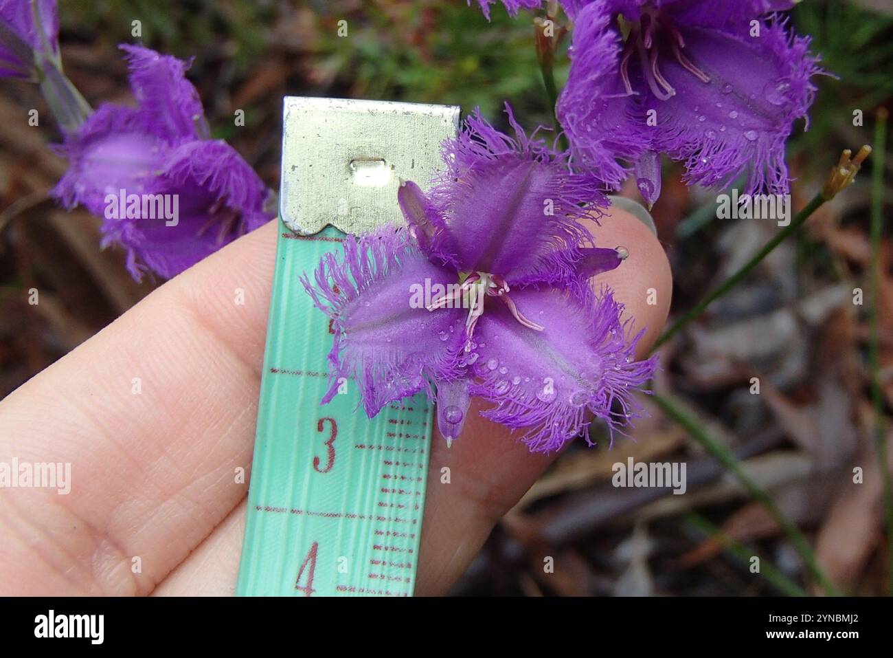 Common Fringe-lily (Thysanotus tuberosus Stock Photo - Alamy