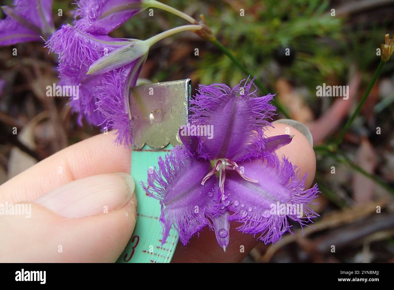 Common Fringe-lily (Thysanotus tuberosus Stock Photo - Alamy