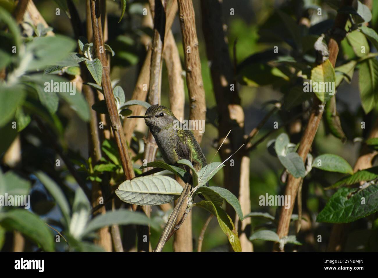 Anna's Hummingbird (Calypte anna Stock Photo - Alamy