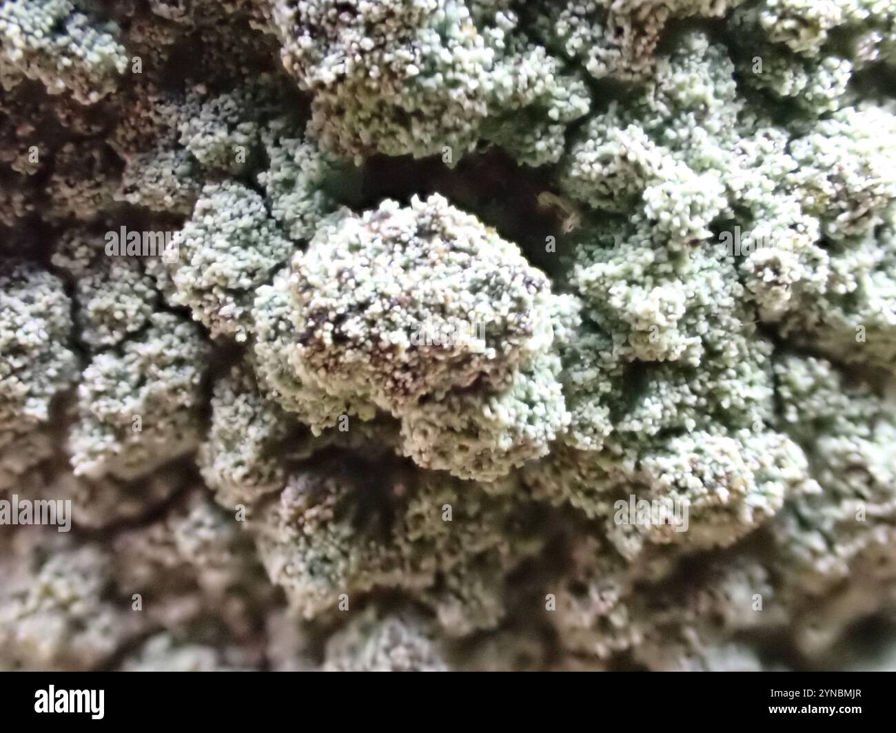 Common Dust Lichen (Lepraria incana Stock Photo - Alamy