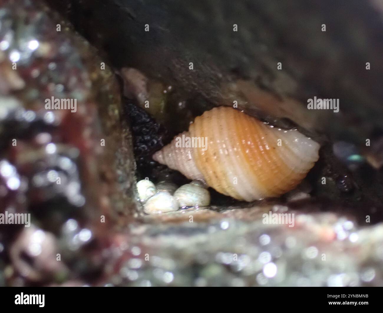 Channeled Dog Winkle (Nucella canaliculata Stock Photo - Alamy