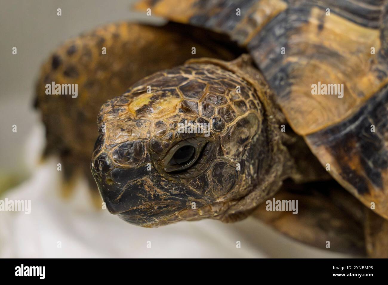 Hospitalised Greek tortoise (Testudo graeca) سلحفاة مهمازية الورك after ...