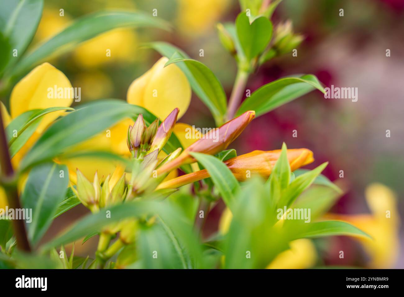 Allamanda cathartica, commonly called golden trumpet, common ...