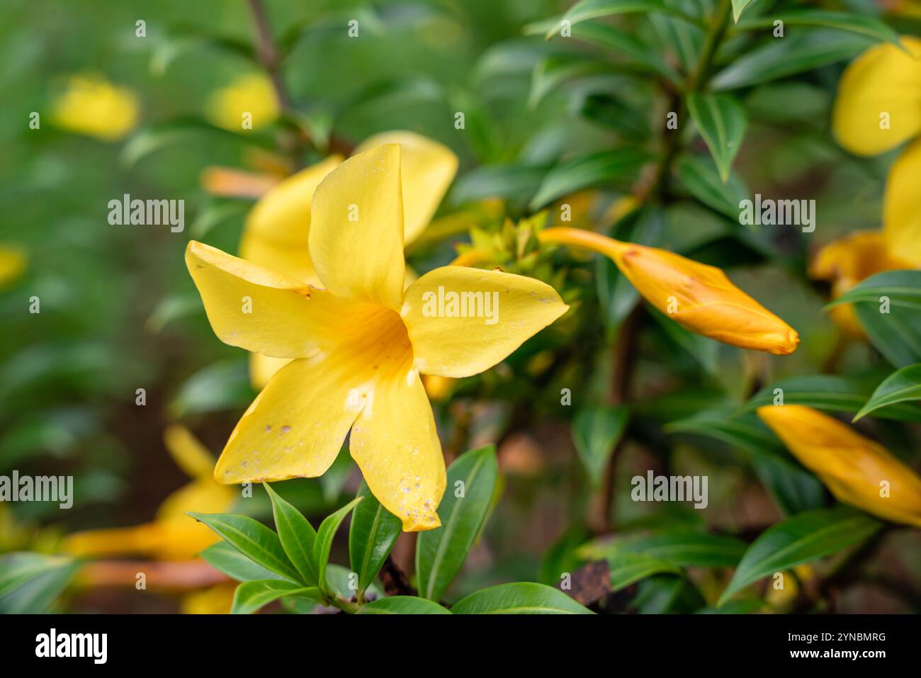 Allamanda cathartica, commonly called golden trumpet, common ...