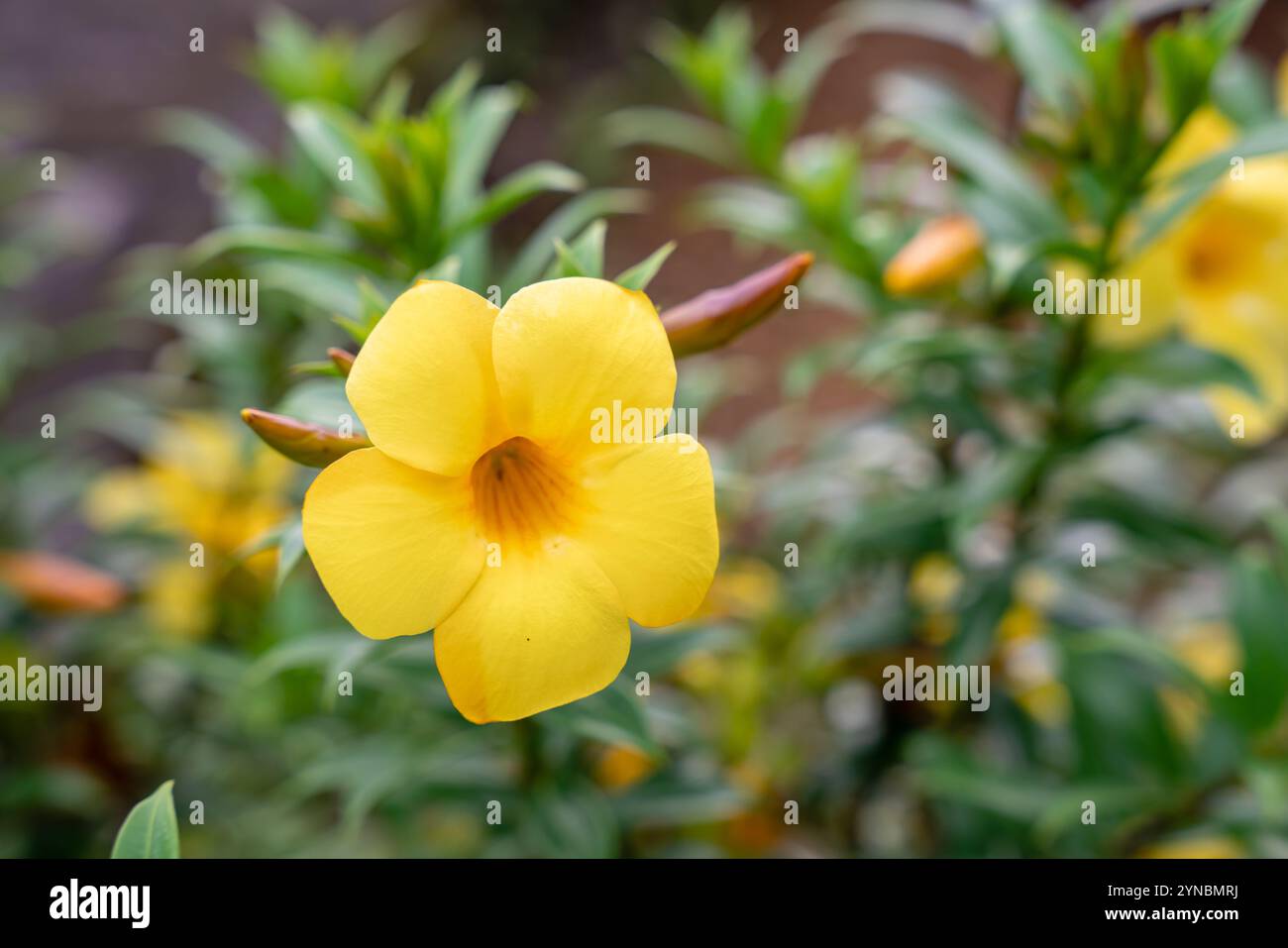 Allamanda cathartica, commonly called golden trumpet, common ...