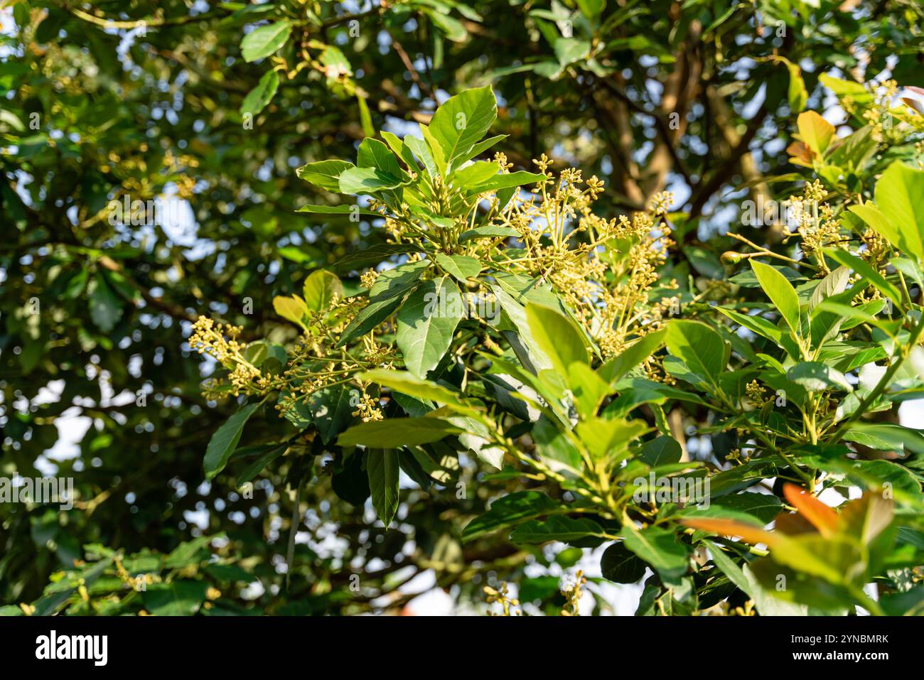 Avocado tree with avocado fruit grow in orchard. avocado garden ...
