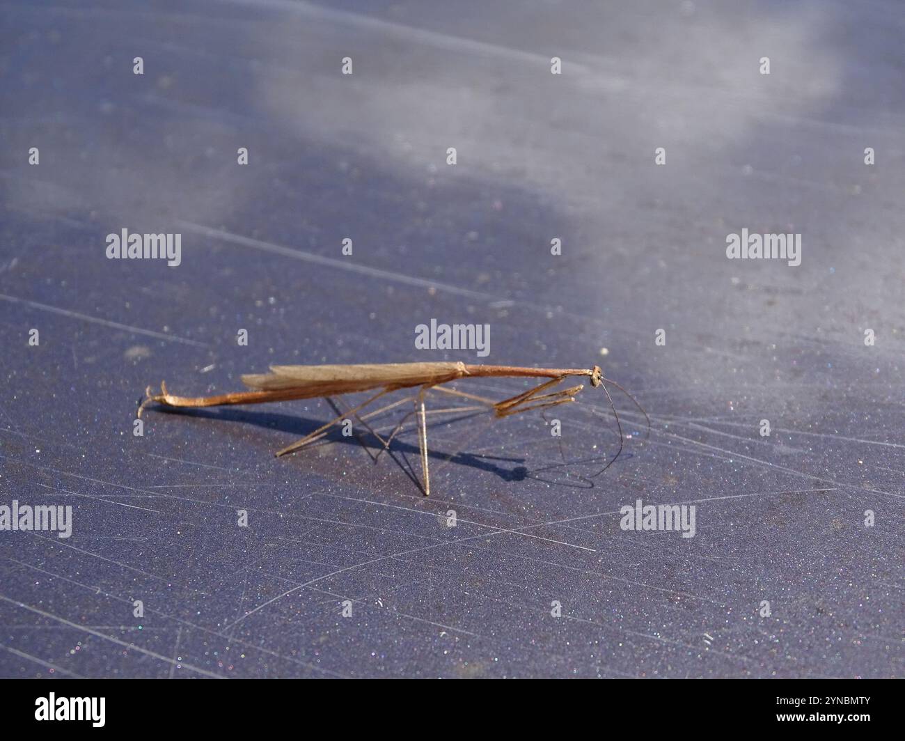 American Grass Mantis (Thesprotia graminis Stock Photo - Alamy
