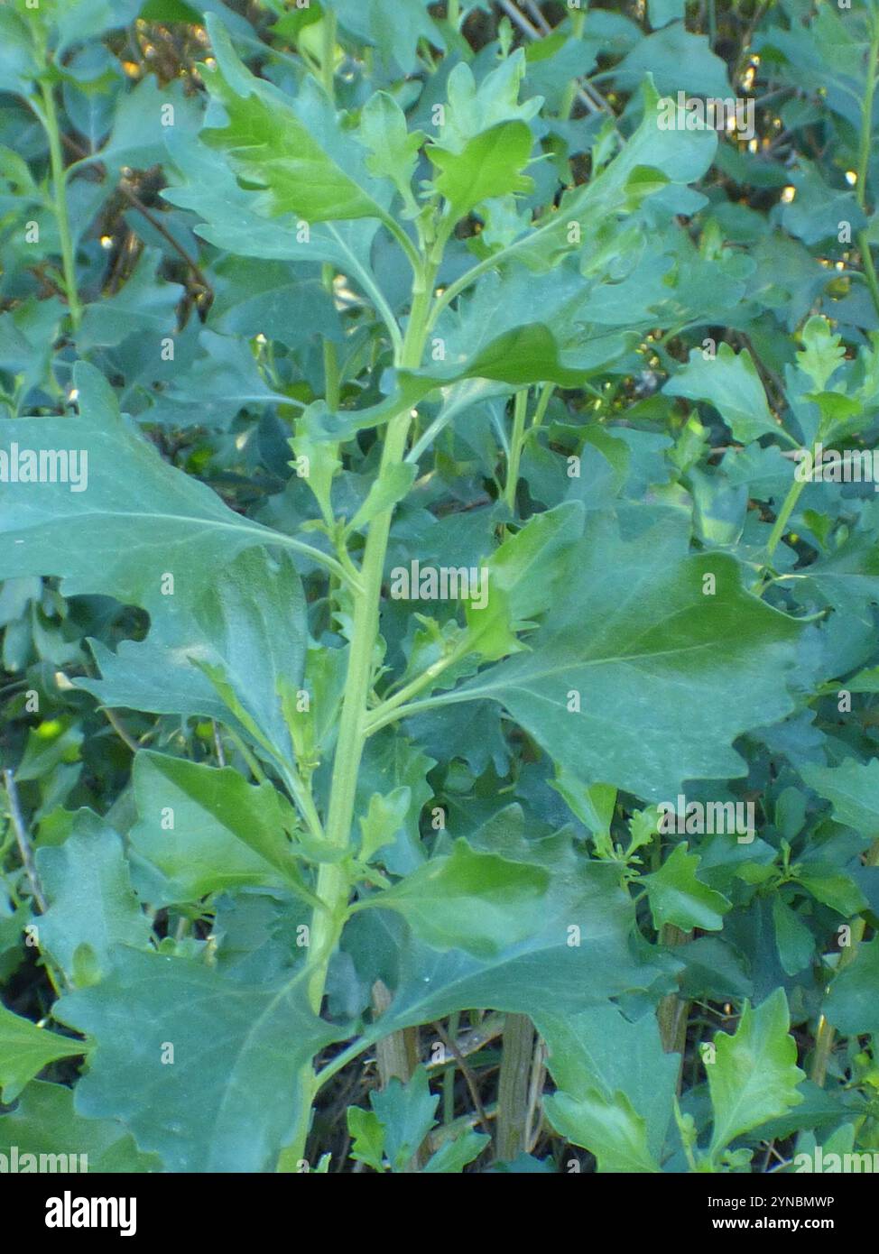 groundsel tree (Baccharis halimifolia Stock Photo - Alamy