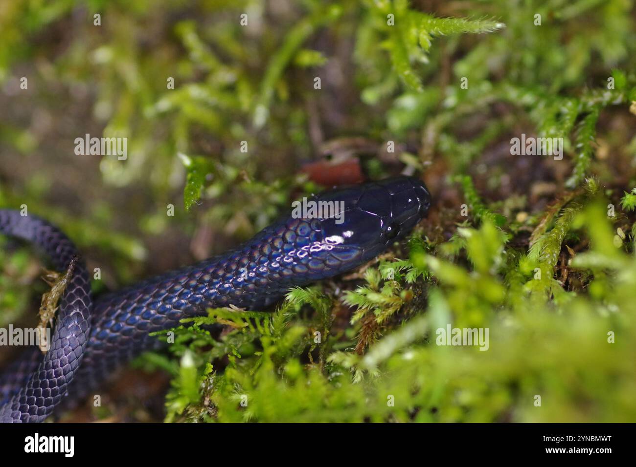 Hoffmann's Earth Snake (Geophis hoffmanni Stock Photo - Alamy