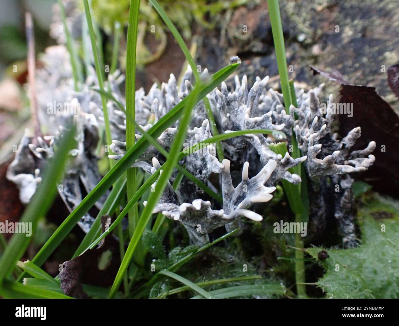 Candlesnuff Fungus (Xylaria hypoxylon Stock Photo - Alamy
