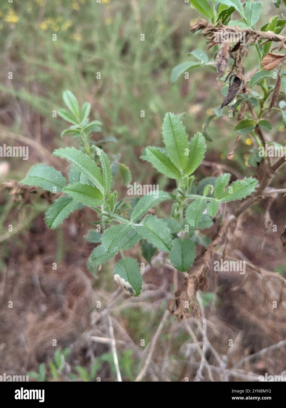 yellow restharrow (Ononis natrix Stock Photo - Alamy
