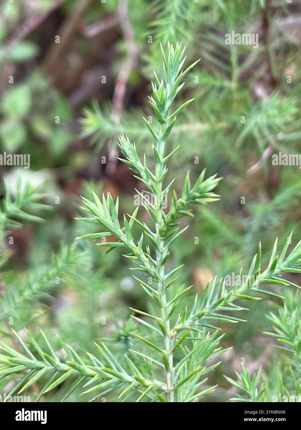 Ashe juniper (Juniperus ashei Stock Photo - Alamy