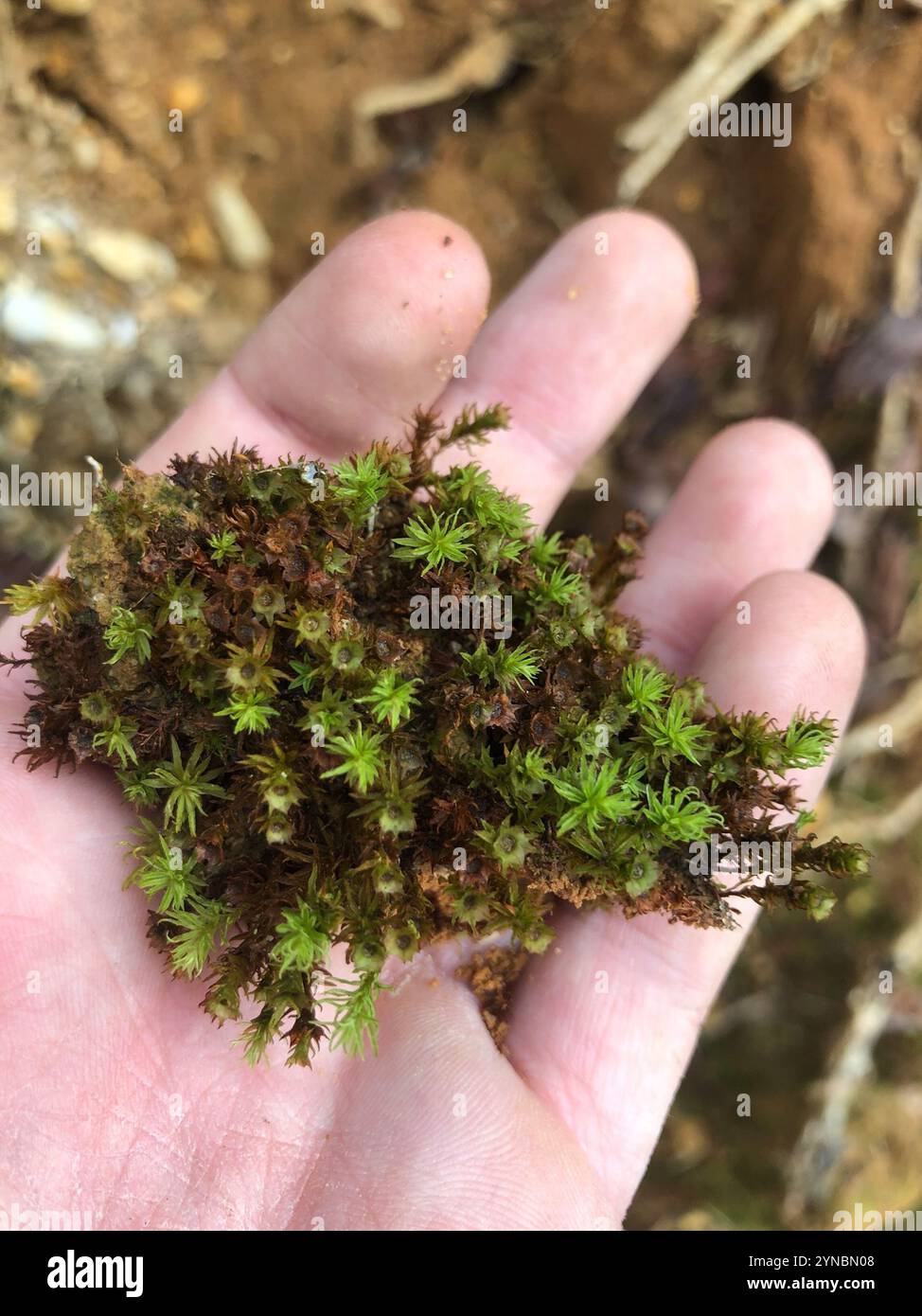 lesser smoothcap (Atrichum angustatum Stock Photo - Alamy